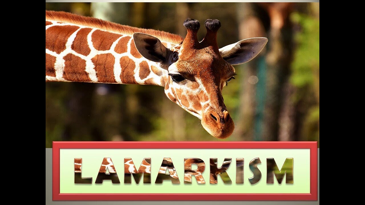 UNIT II [TOPIC 2.1] LAMARCKISM / LAMARCK THEORY / UGC NET ANTHROPOLOGY ...