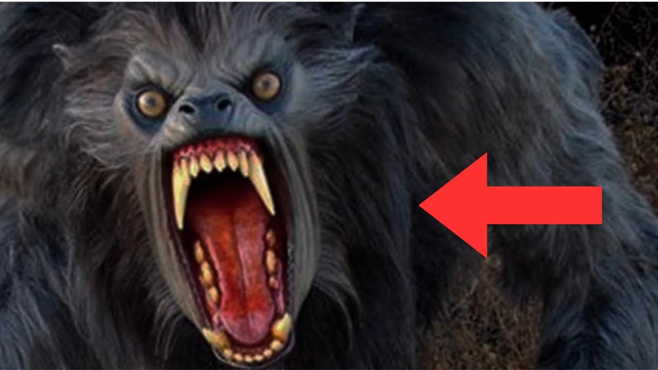 Human killers: The most terrifying animals that have ever lived ! - YouTube