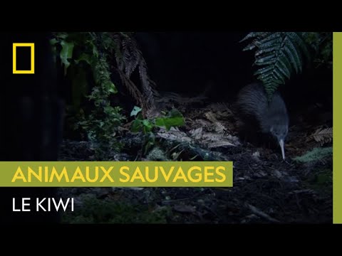 Le kiwi, le plus célèbre oiseau de Nouvelle Zélande