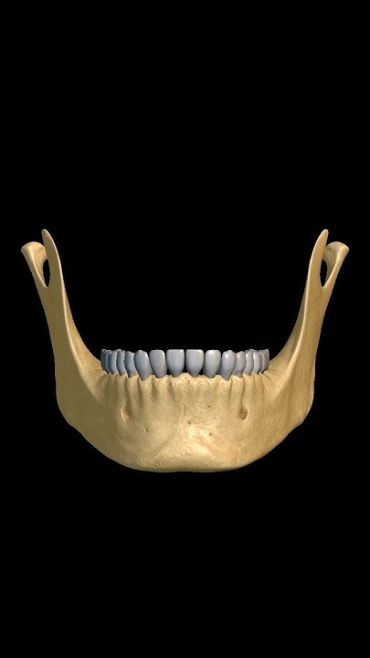 exploring 3D animation of mandible jaw #3danatomy #3danimation #biology #science - YouTube