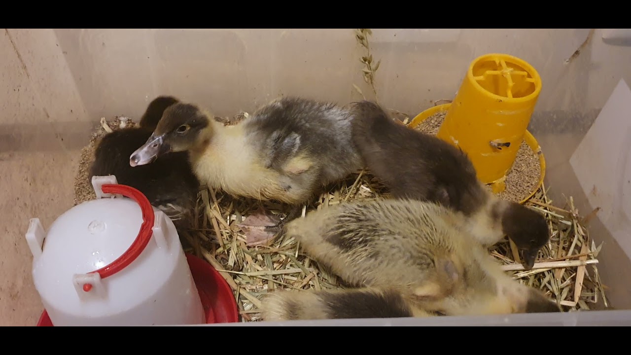 3 Week Old Muscovy Ducklings just enjoying their food and water. - YouTube