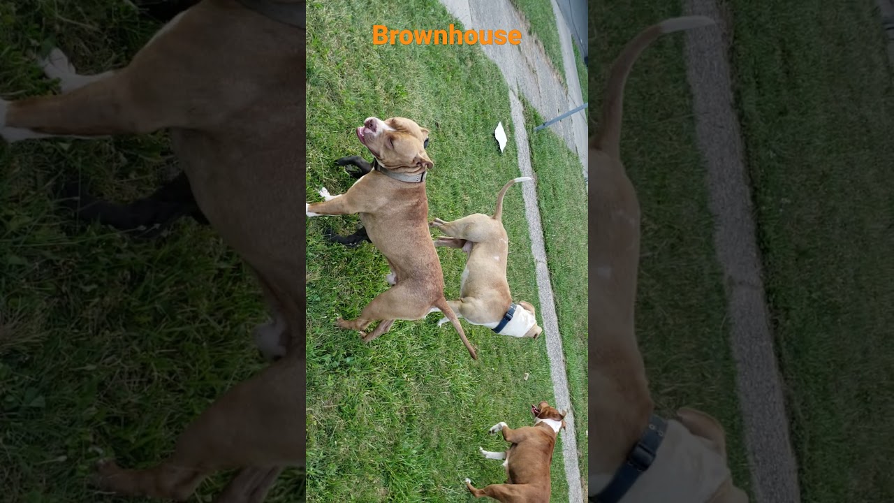 dmx my dogs - YouTube