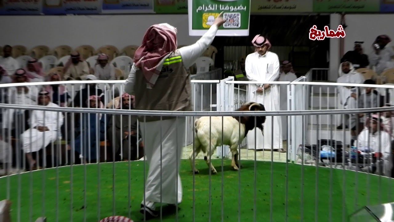 مزاد ماعز البوقرت وماعز الحليب المستورد في عنيزة الجزء الأول Youtube