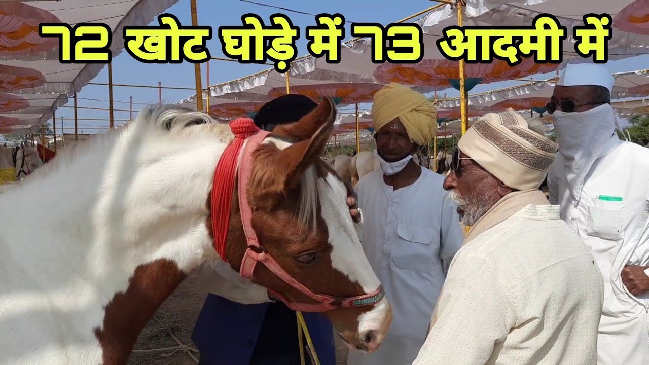घोड़ों के सौदे में कमीशन का खेल | murli kaka ka ghoda shastra | pkraj ...