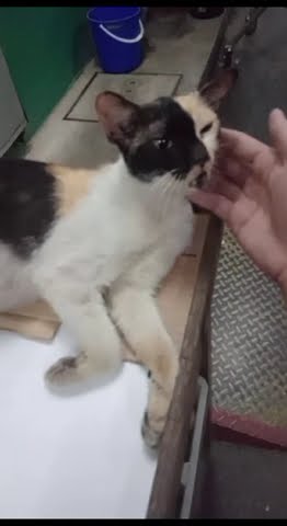 kucing bunting - YouTube