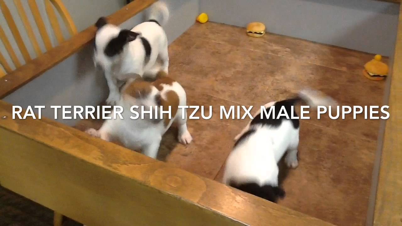 Ratshi Male Puppies - YouTube