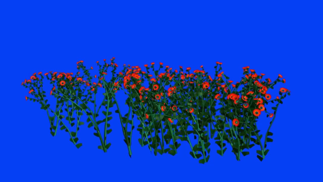 Blue Screen flower grow moving up - YouTube