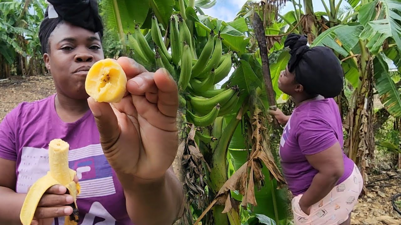let's cut a bunch of plantain it's ripening on the tree - YouTube