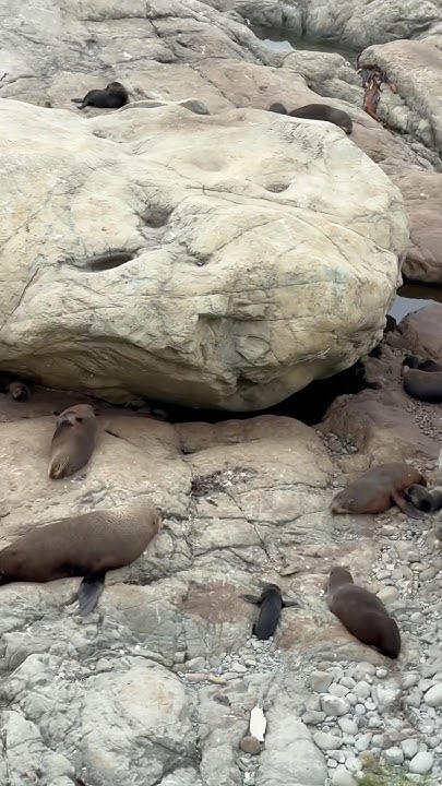 Seals and Pups Resting and playing on Ocean Side Rocks #shorts #ocean#nature - YouTube