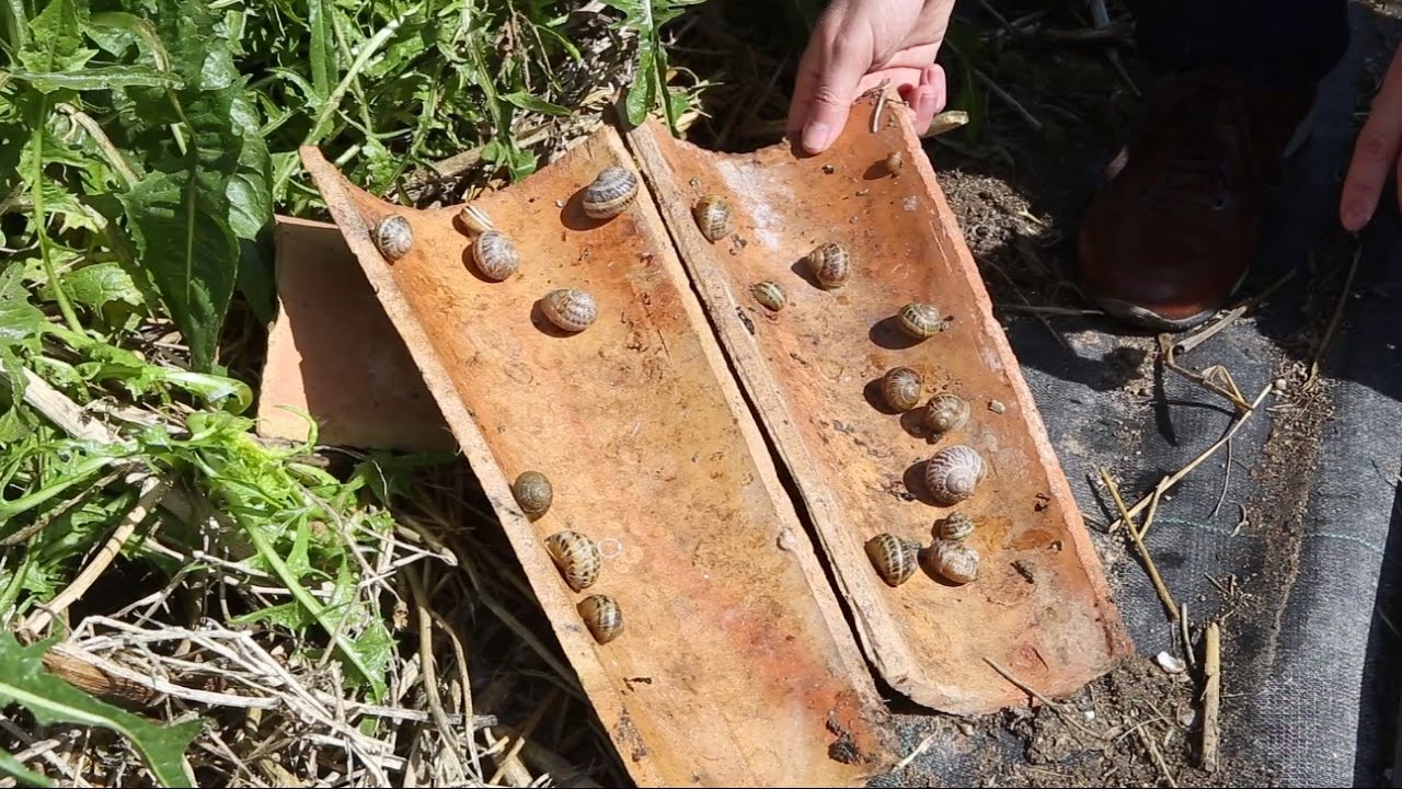 AS Snail farming, an alternative for entrepreneurs to restructure the ...