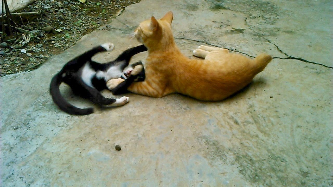 Kucing Lucu Sedang Bermain - YouTube