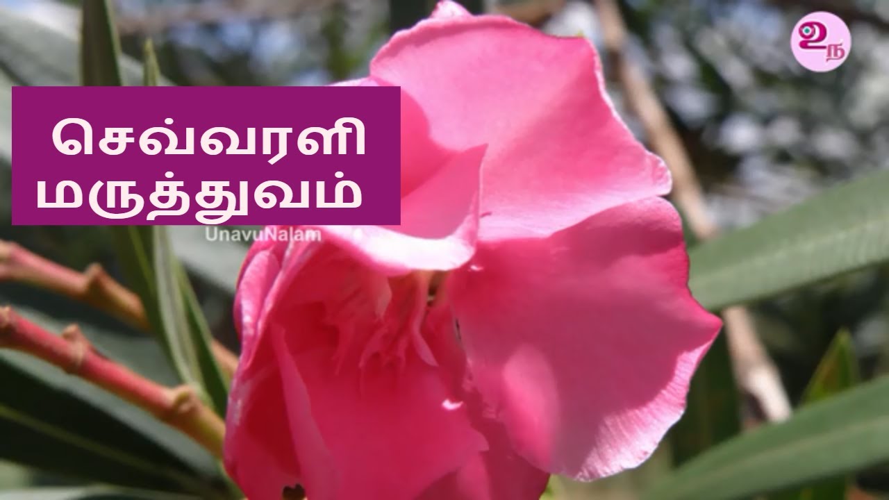 Sevvarali Benefits - YouTube