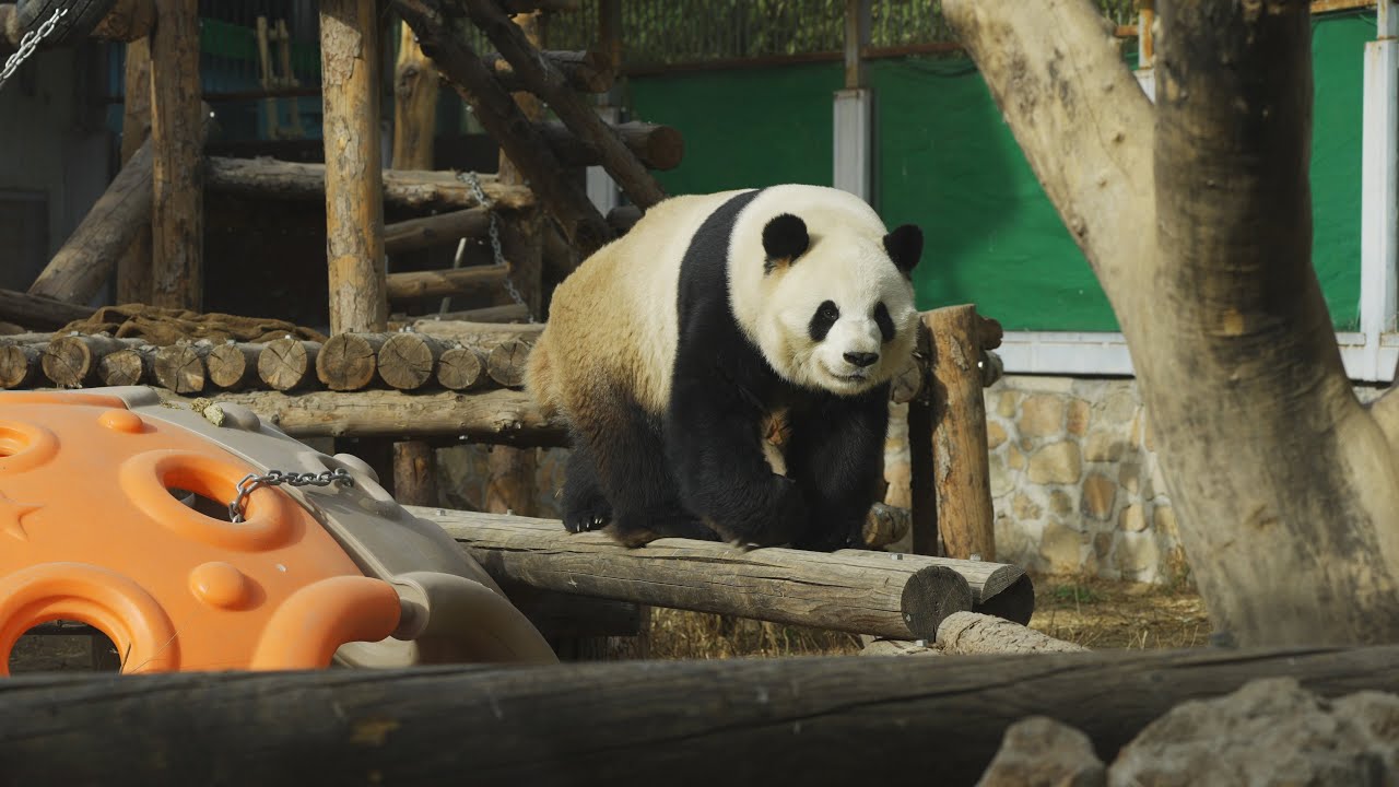 4K-大熊猫萌兰 Beijing Panda MengLan Super cute animal - YouTube