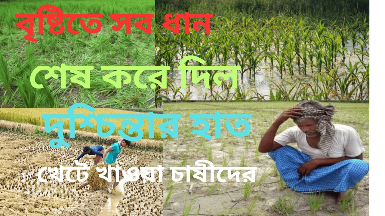 Top 5 Devastating Effects of Floods on Rice Fields - YouTube