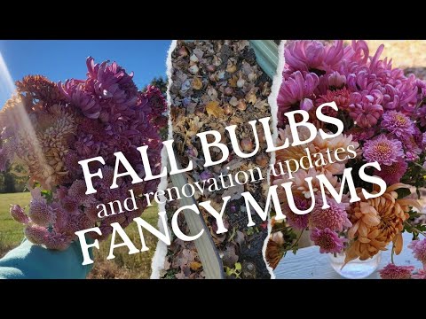 Fancy Chrysanthemums + Fall Flower Bulbs // Backyard Flower Farm - YouTube