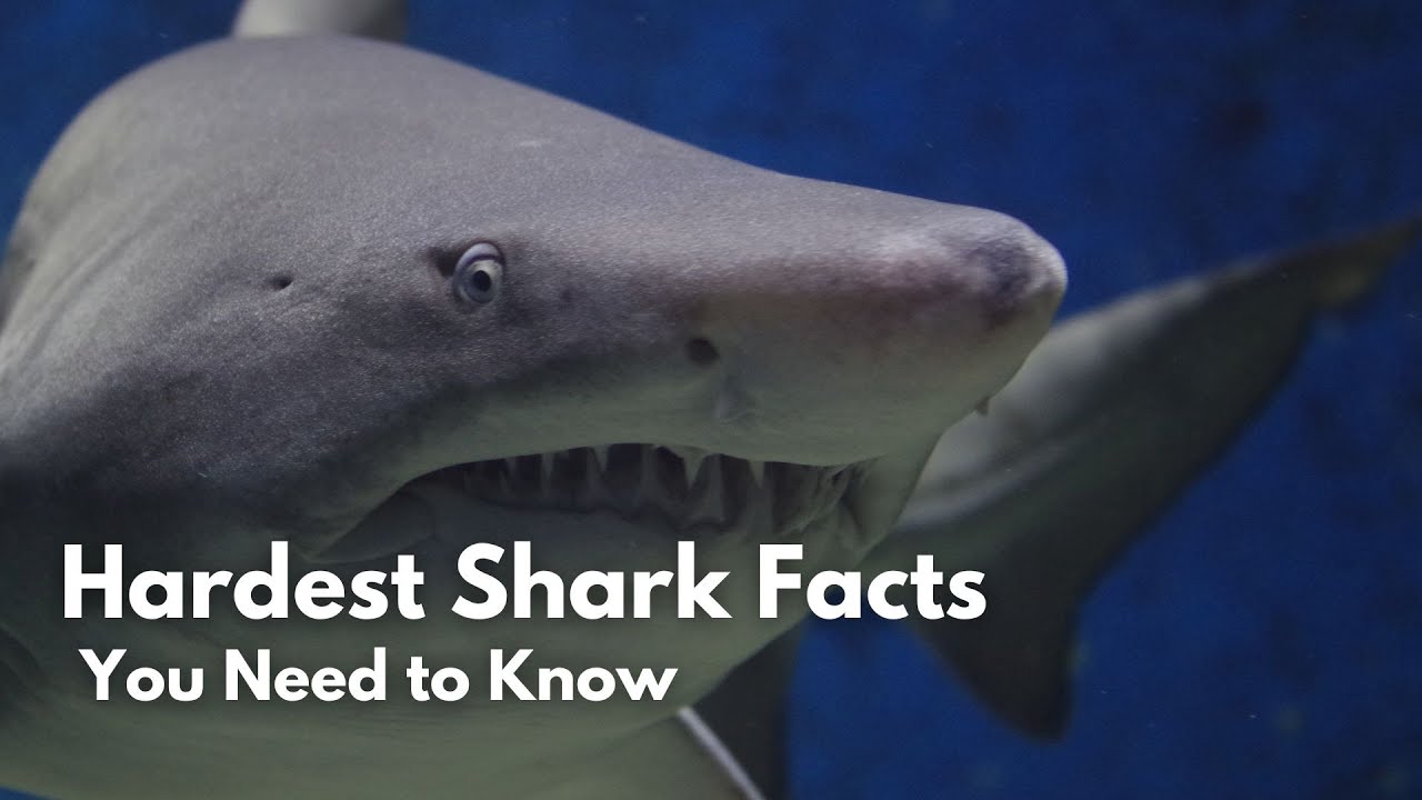 Hardest Shark Facts - You Need to Know - YouTube