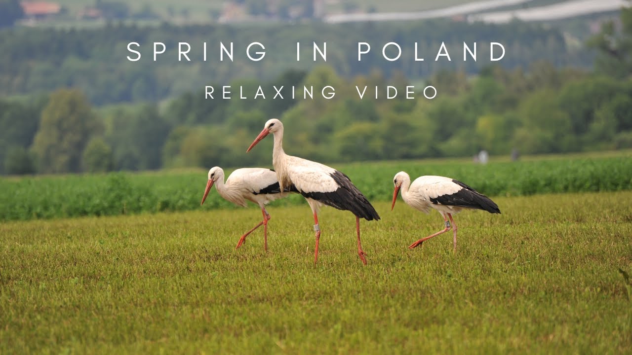 SPRING IN POLAND | NATURE | RELAX | 4K | - YouTube