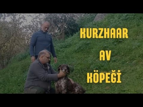 Kurtzhaar ov iti / / Alman shorthair Pointer / / Deutsche kurtzhaar / / von der Hotaman Kennel