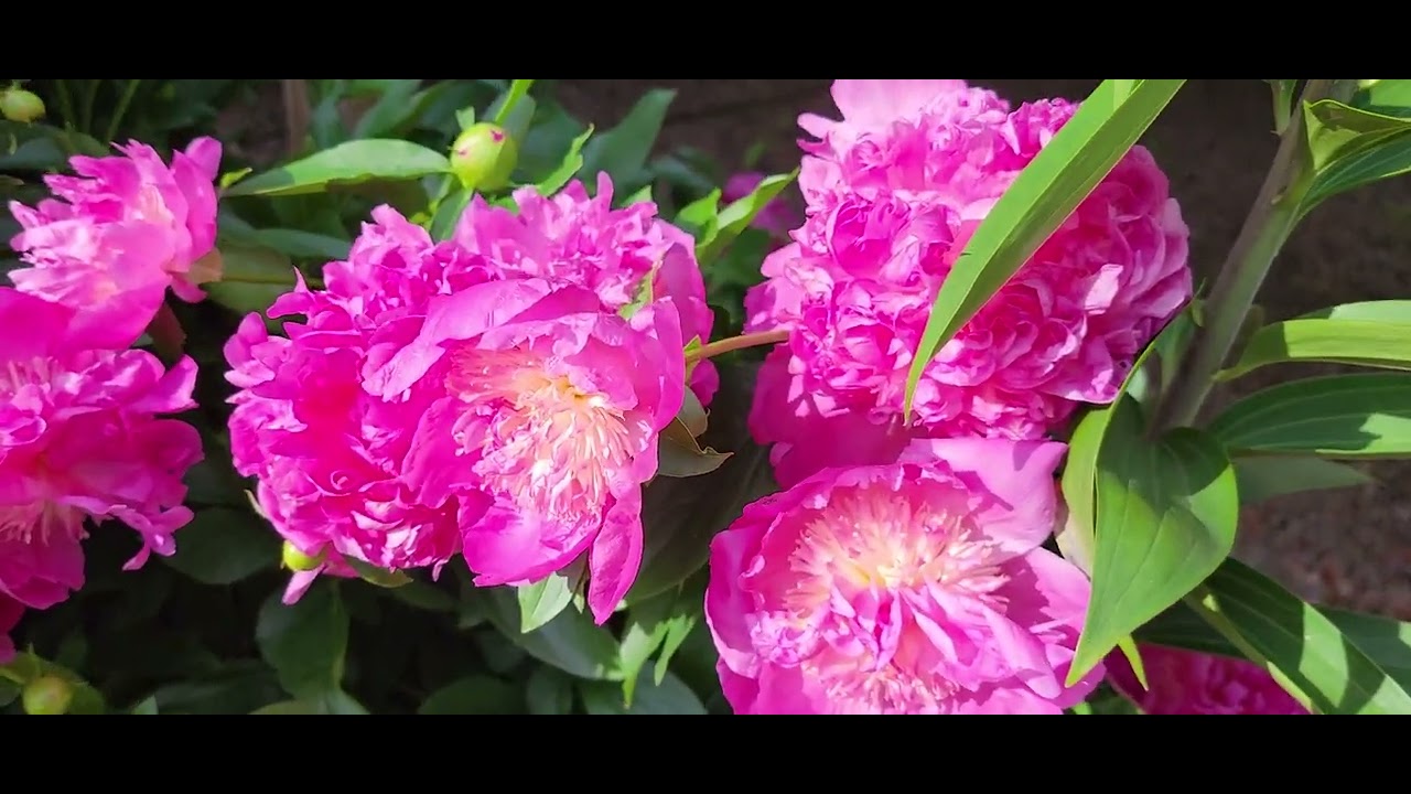 Peonies and hostas @gardenanswer @homeandgarden5619 #garden #homemade # ...