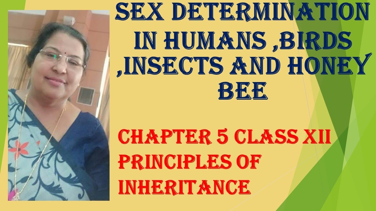 project 8 SEX DETERMINATION IN HUMANS,BIRDS,INSECTS,HONEY BEE. CHAPTER ...