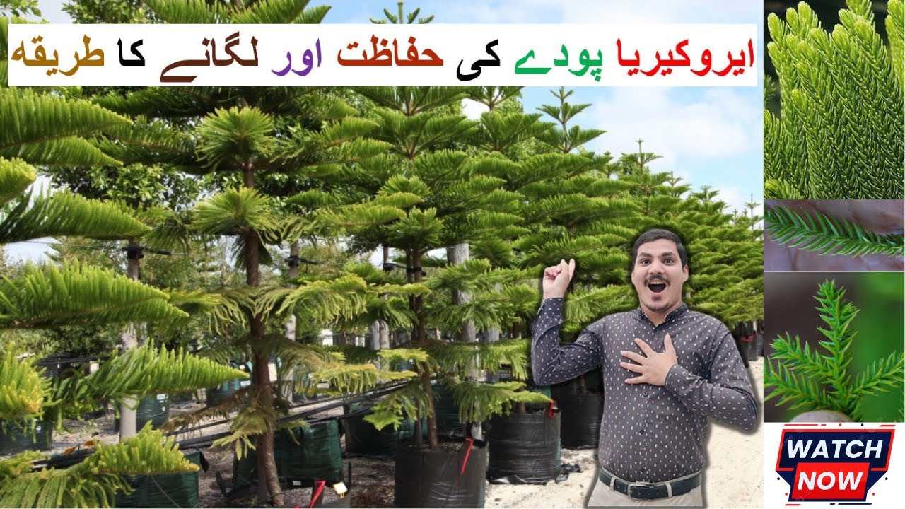 Araucaria Plant | Christmas Tree | How to Grow, Care, Watering and ...