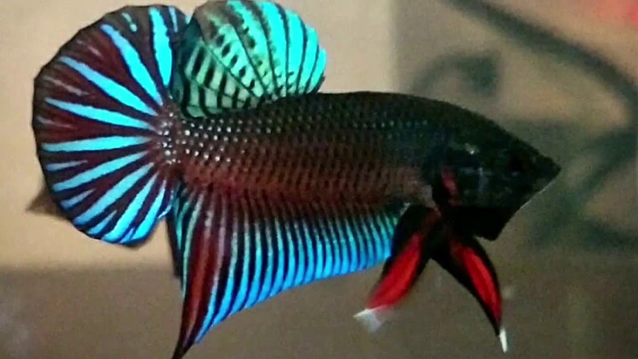 Wild Betta Splendens of Phu Ruea (NEW***) - YouTube