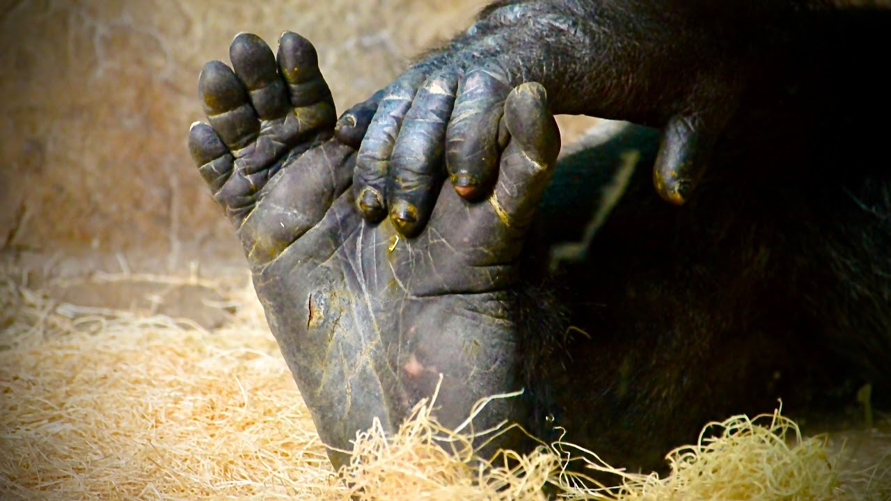 Grasping Greatness: Eastern Gorillas' Hands and Feet Explored - YouTube
