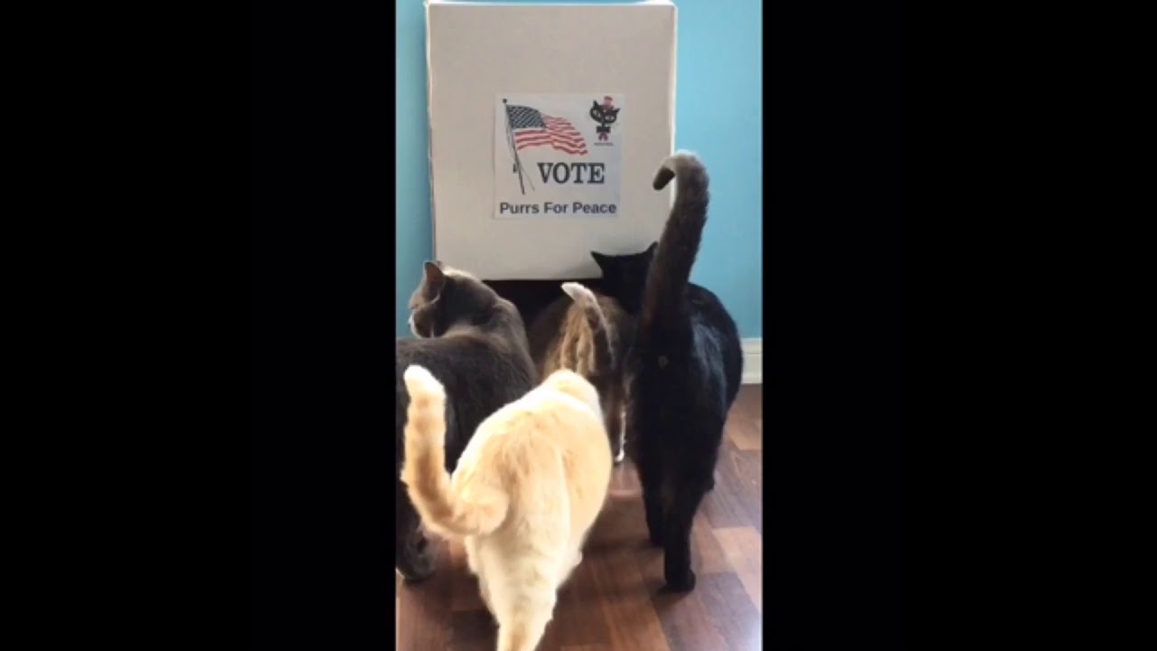 Cats Vote! - YouTube