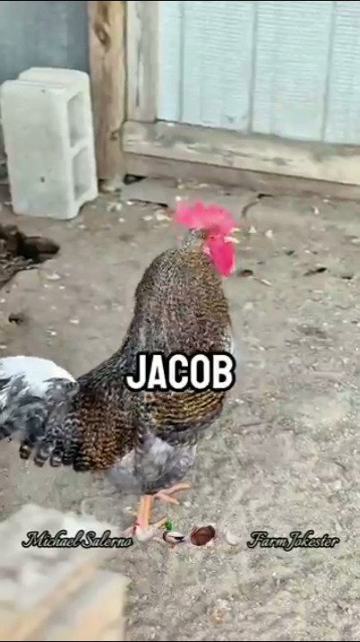 Jacob_the_Great,_Screecher_of_the_Seven_Coops!_#jacob#chickens_#hens_# ...
