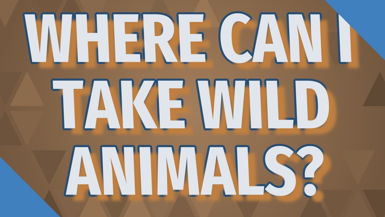 Where can I take wild animals? - YouTube