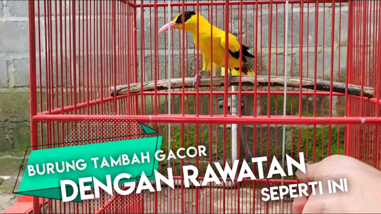 Rawatan harian burung Kepodang Podang agar tetep stabil dan gacor - YouTube