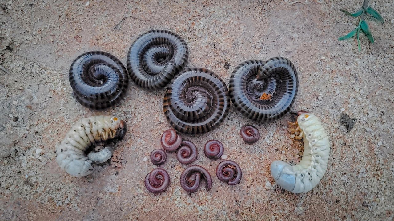 Looking Insert Meet Centipede, Millipede, Red Millipede , Pupa Beetle ...
