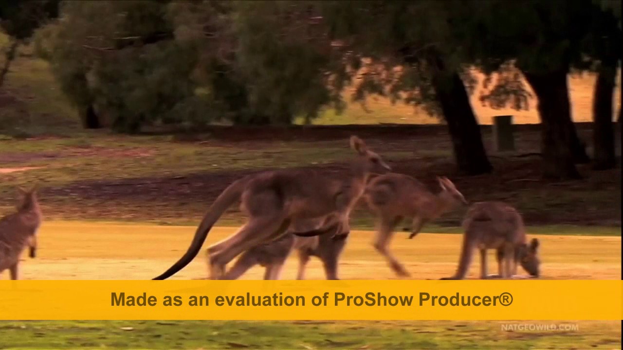 movement of kangaroo - YouTube