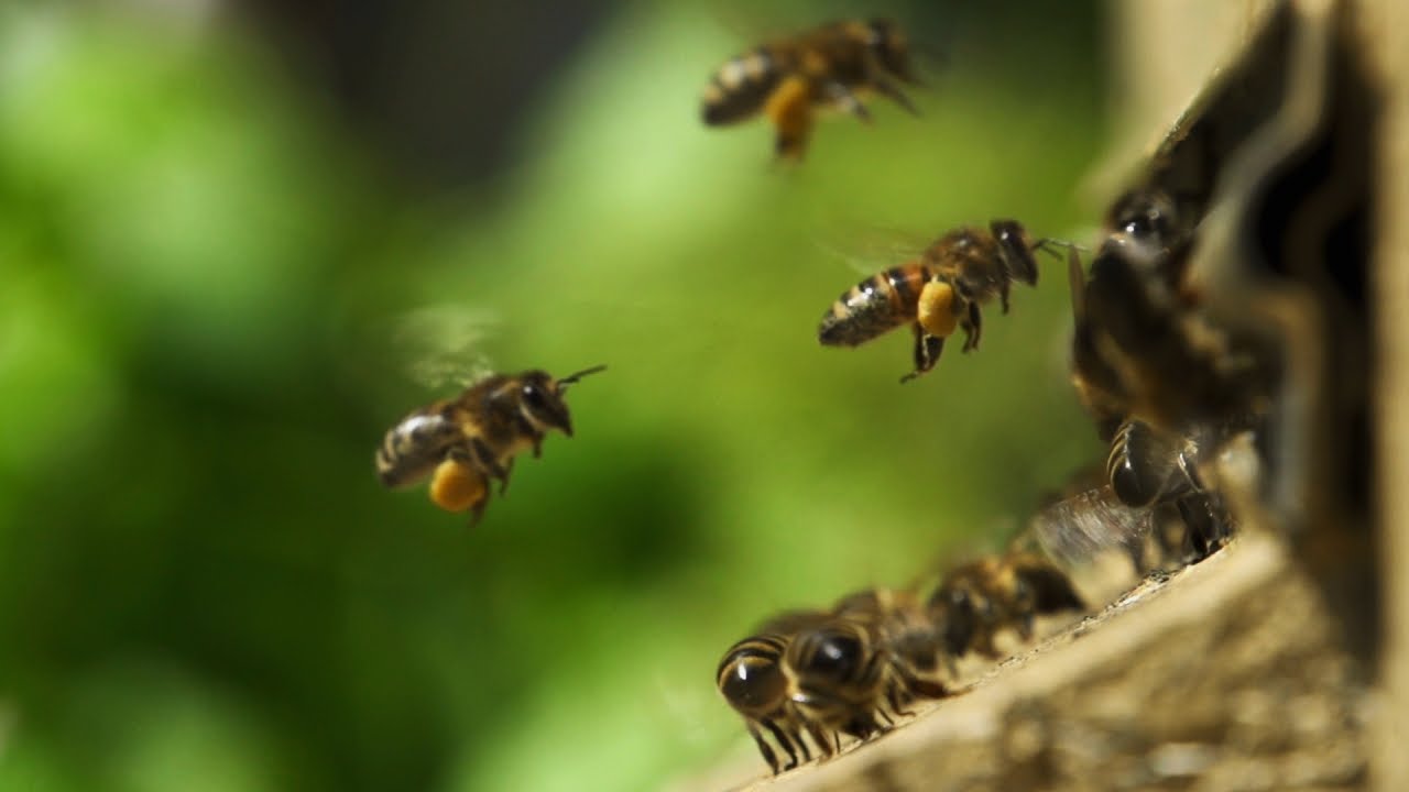 What is Causing These Killer Swarms? - YouTube