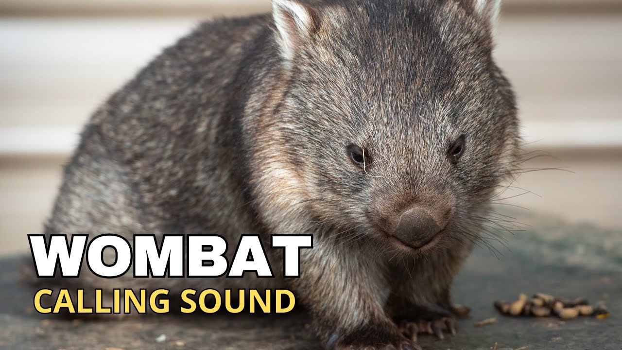 Wombat Calling Sound - YouTube