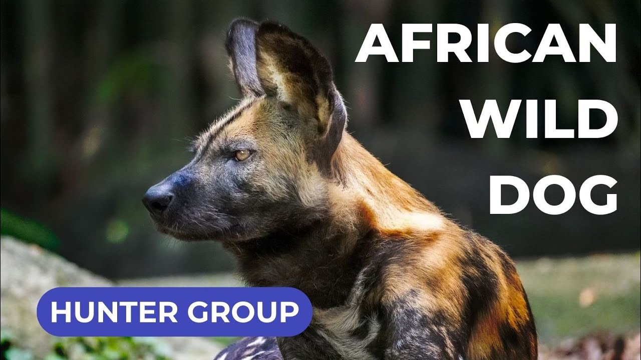 AWD Hunting and Eating Prey Alive: Incredible footage of Africa's Wild ...