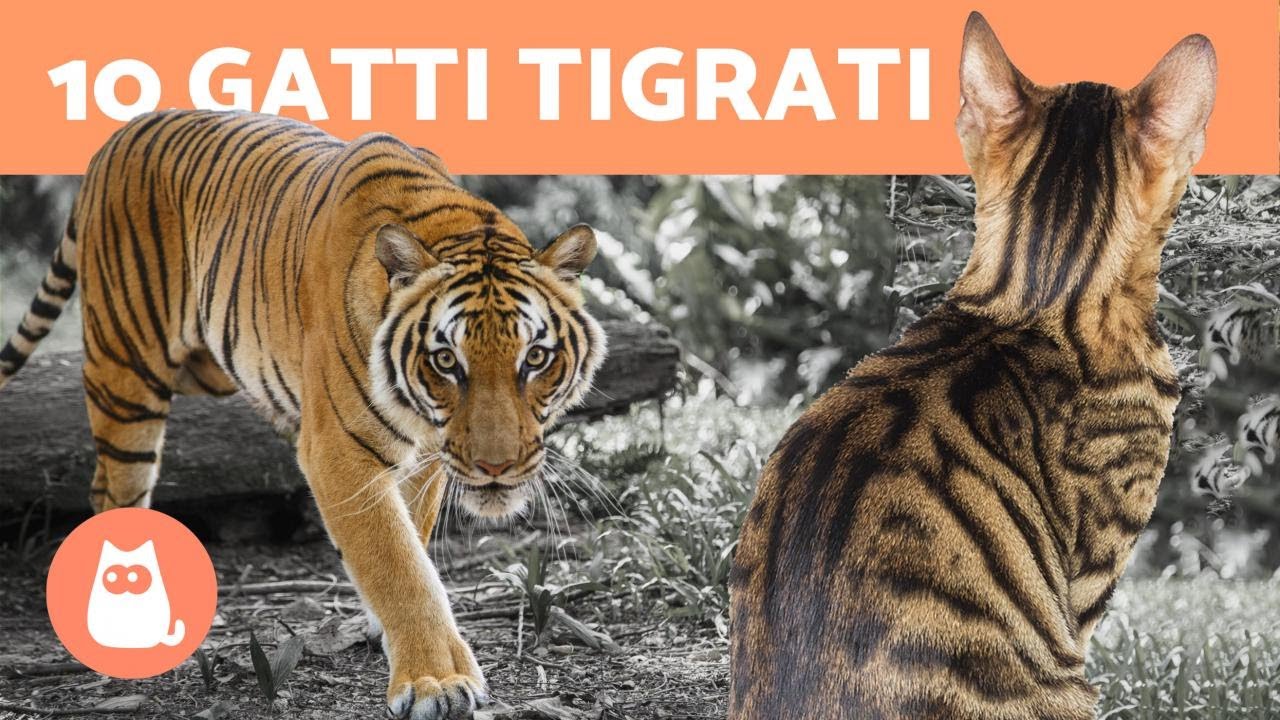 10 Razze di gatti TIGRATI🐯 Scoprile! - YouTube