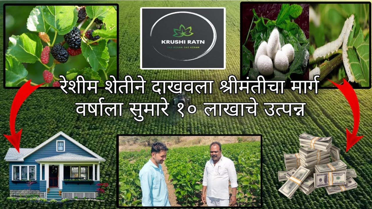 १.५ लाख रुपये महिना उत्पन्न मिळुन देणारा व्यवसाय | रेशीम शेती | RESHIM ...
