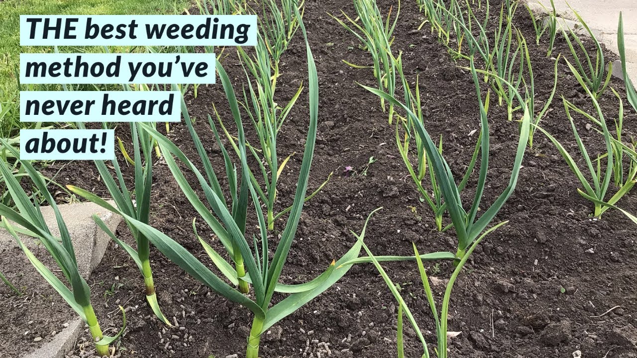 THE best weeding method you have never heard about! - YouTube