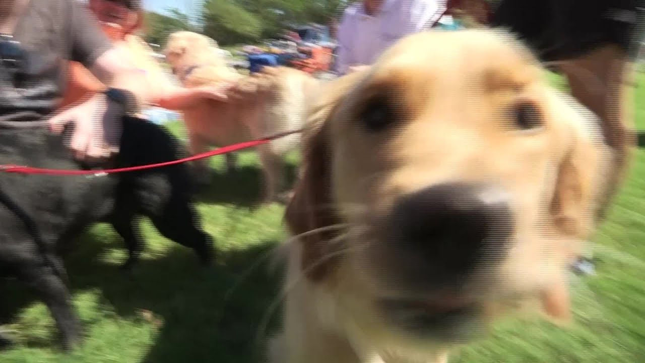 Therapy dogs brought in to help Hurricane Michael victims - YouTube