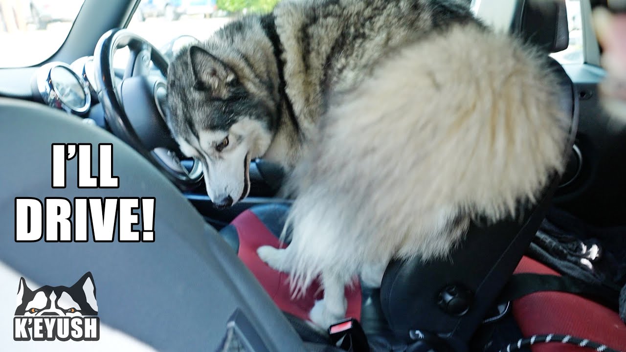 Cheeky Husky Tries to DRIVE His Best Friends Mini! - YouTube