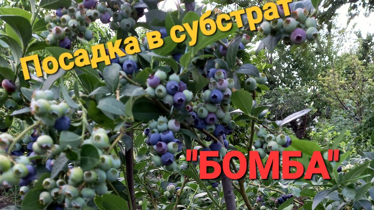 Посадка голубики в субстрат "бомба". На основе результатов 7 лет. - YouTube