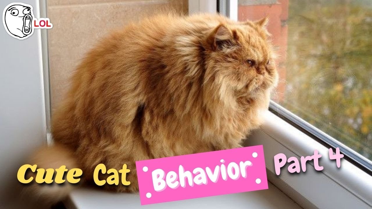 Cute Cat Behavior Compilation part 4 - Cute Cat Cute Cat MomoNo - YouTube