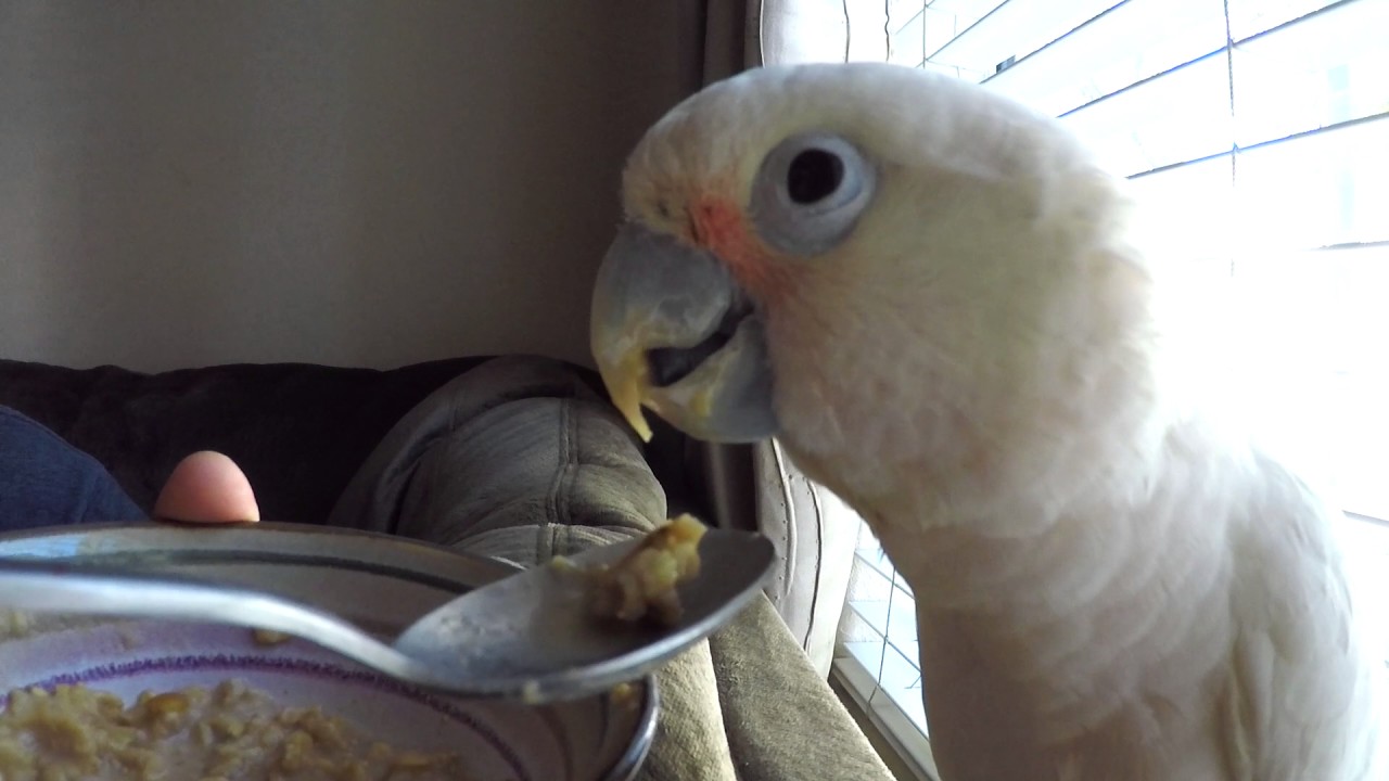 Goffin Cockatoo eating oatmeal - Coco breakfast - YouTube