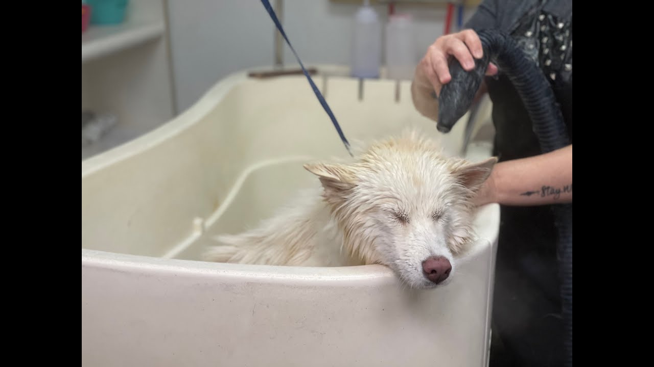 FROSTY THE SINGING DOG | HUSKY DESHED | GRAFFITI GROOMING - YouTube