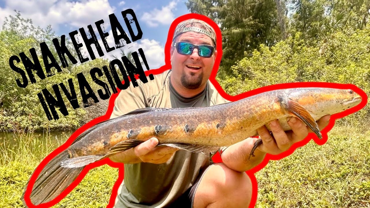 Catching GIANT INVASIVE FISH In South Florida! (Snakehead Fishing ...
