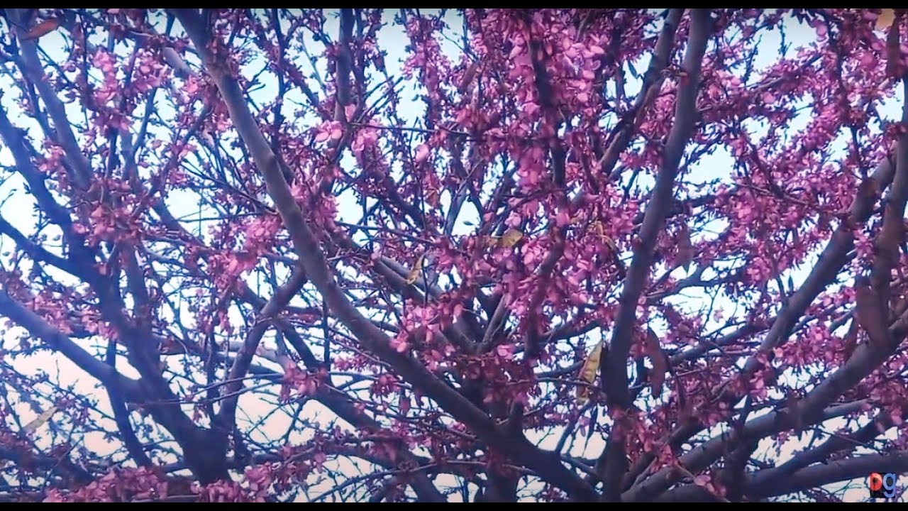 14 Marsi - "Dita e Verës" ose "Festa e Luleve" në Shqipëri. Durrës, 14. ...