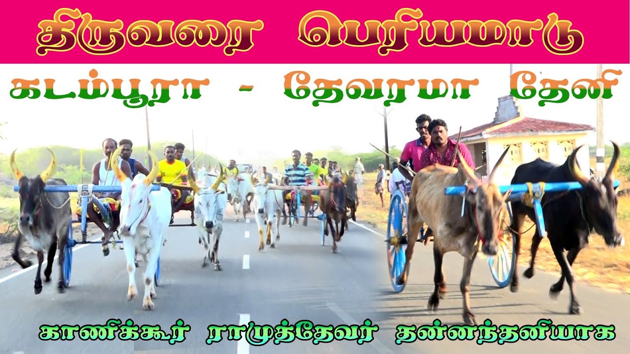 திருவரை பெரியமாடு | aps videos | rekla race | மாட்டு வண்டி| thiruvarai ...