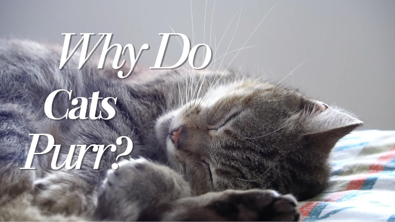 Why Do Cats Purr? - YouTube