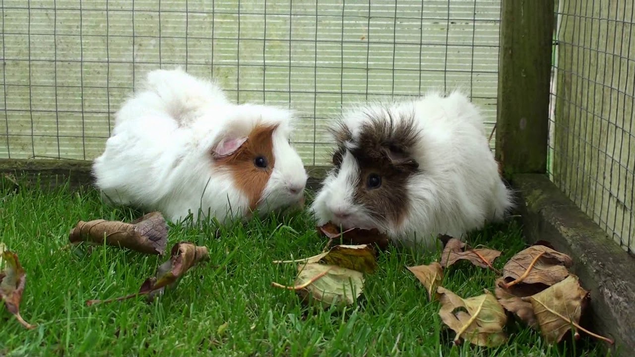 Guinea pigs Joe and George need a new home - YouTube